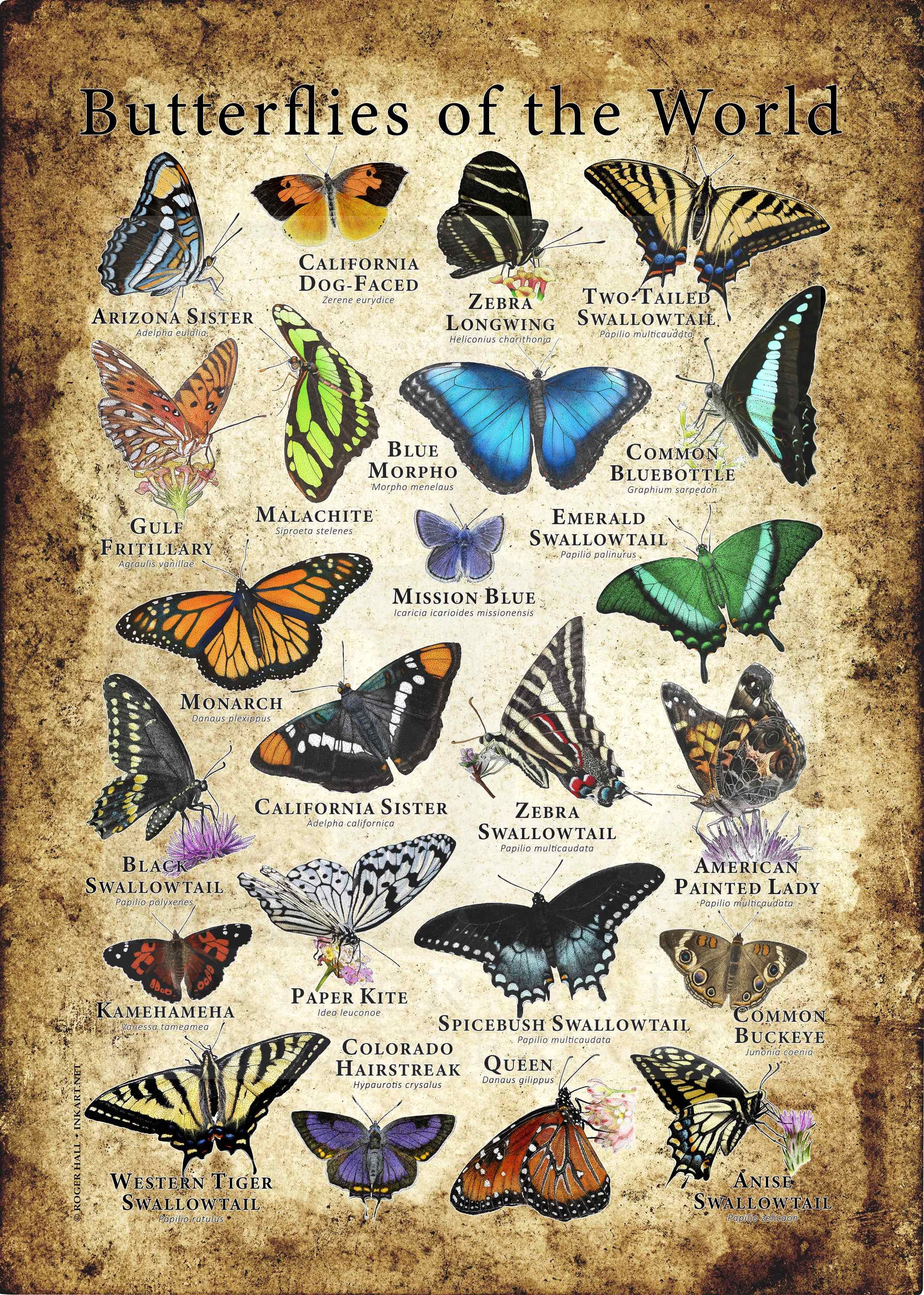 Butterfly Posters