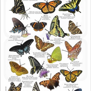 Butterflies of Alabama Poster Print Field Guide - Etsy