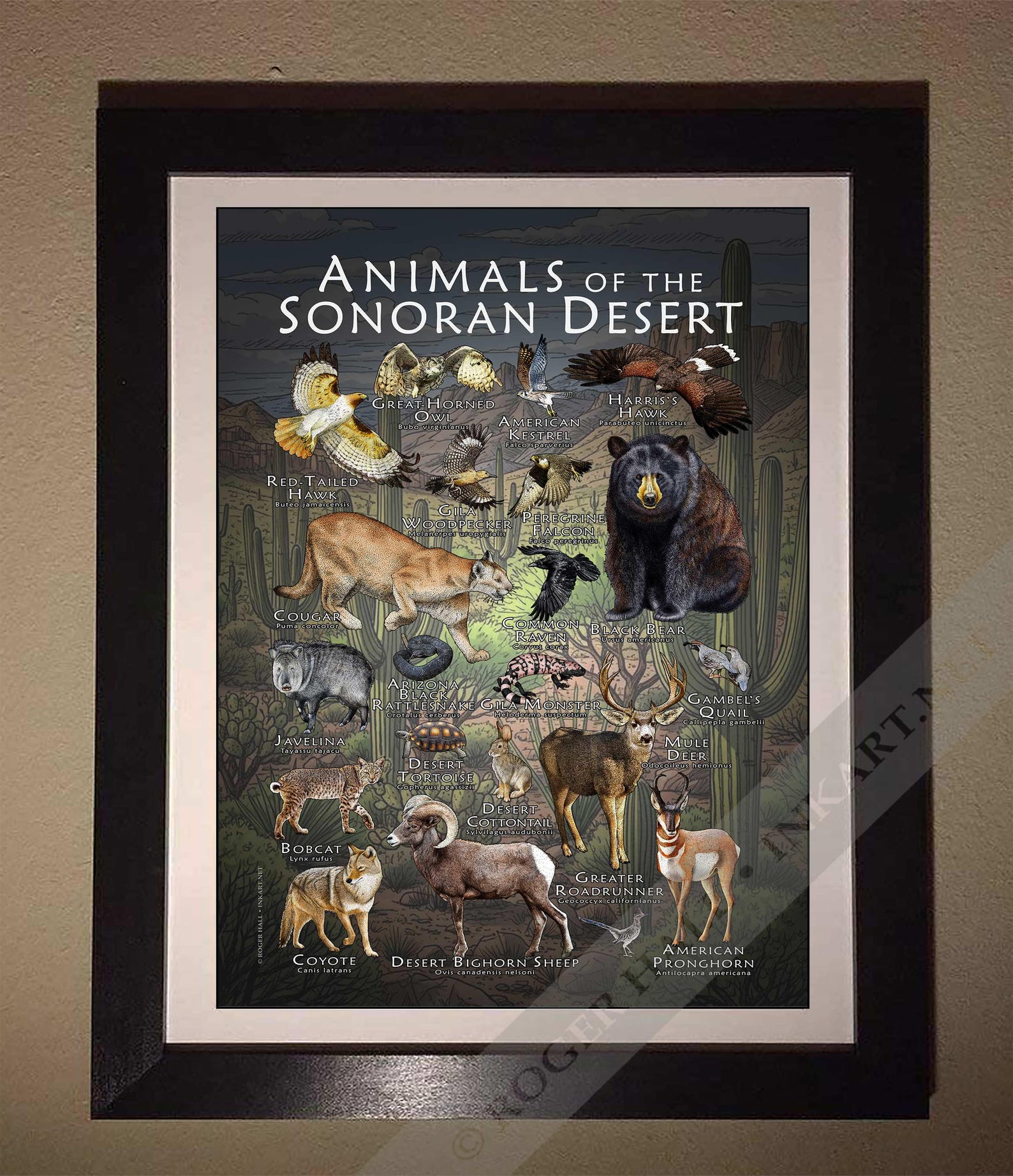 Animals of the Sonoran Desert Poster - SIGNED BY ARTIST! - Etsy