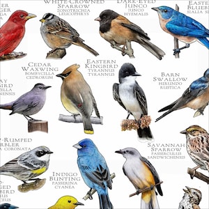 Songbirds of Missouri Poster Print Field Guide - Etsy