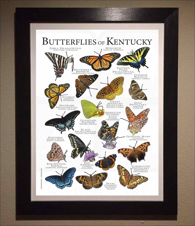 Butterflies of Kentucky Poster Print Field Guide - Etsy