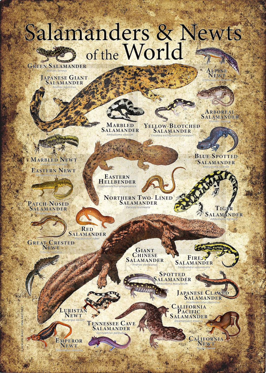 Newts And Salamanders