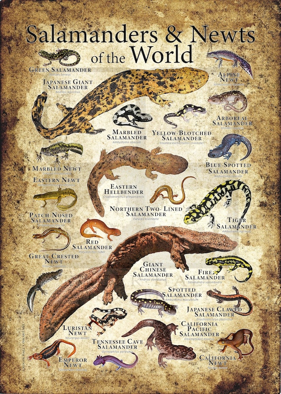 Salamanders and Newts of the World Poster Print - Etsy