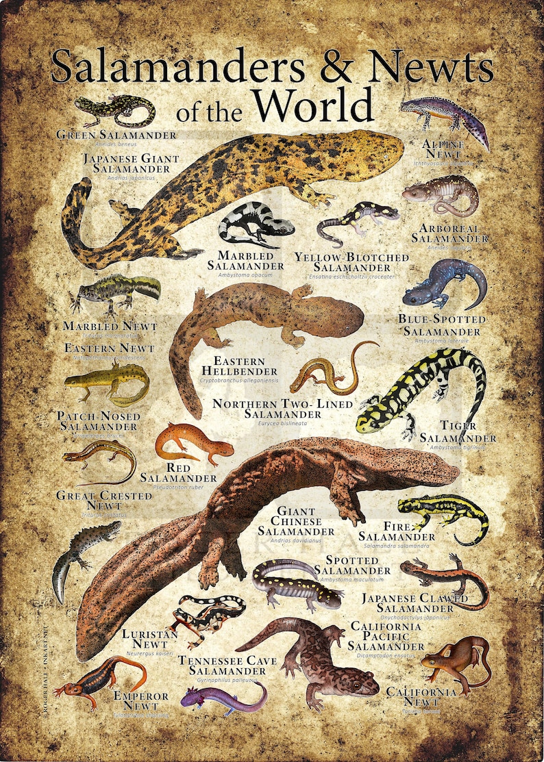 Salamanders and Newts of the World Poster Print - Etsy