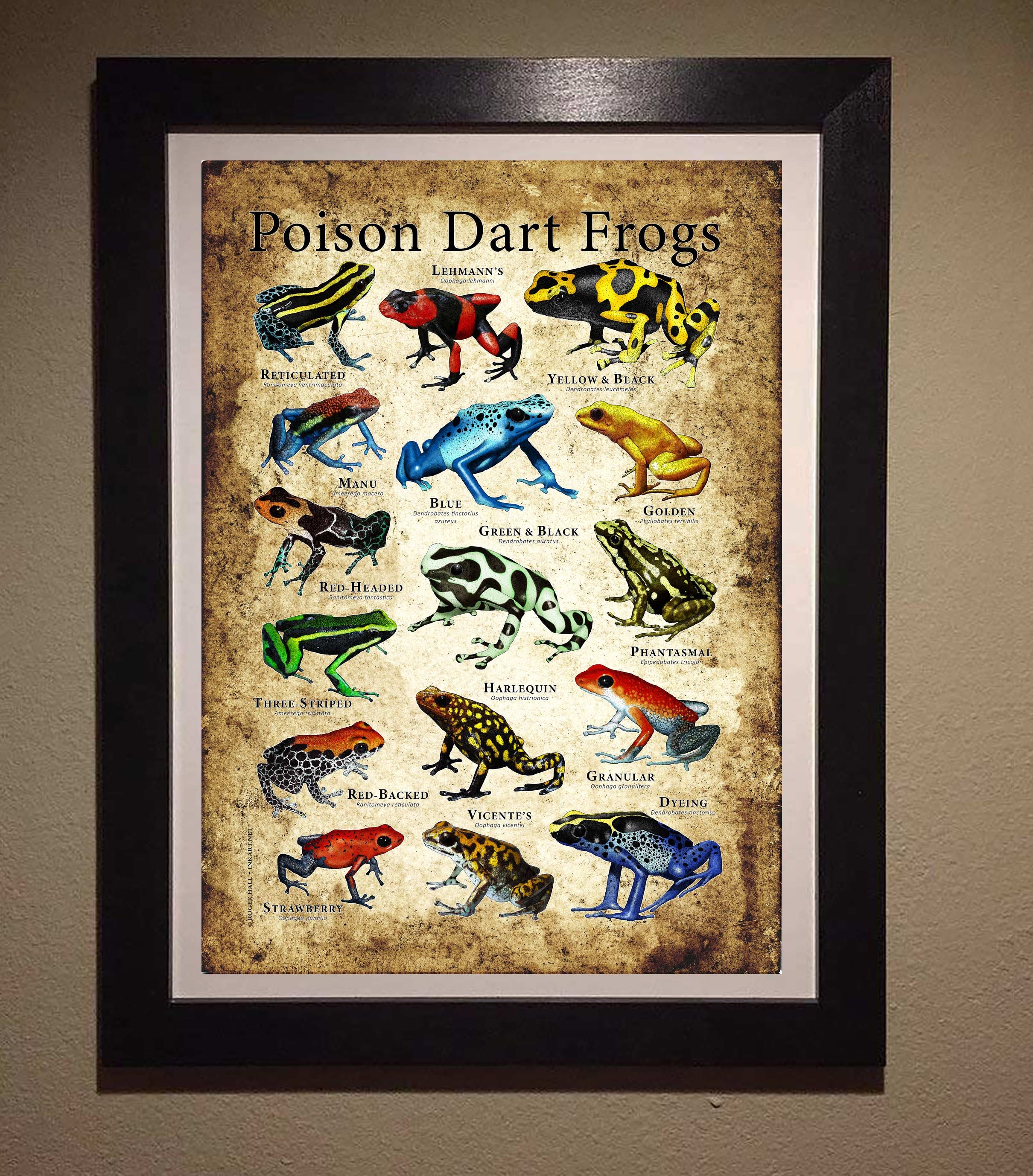 Poison Dart Frogs Poster Print | Etsy