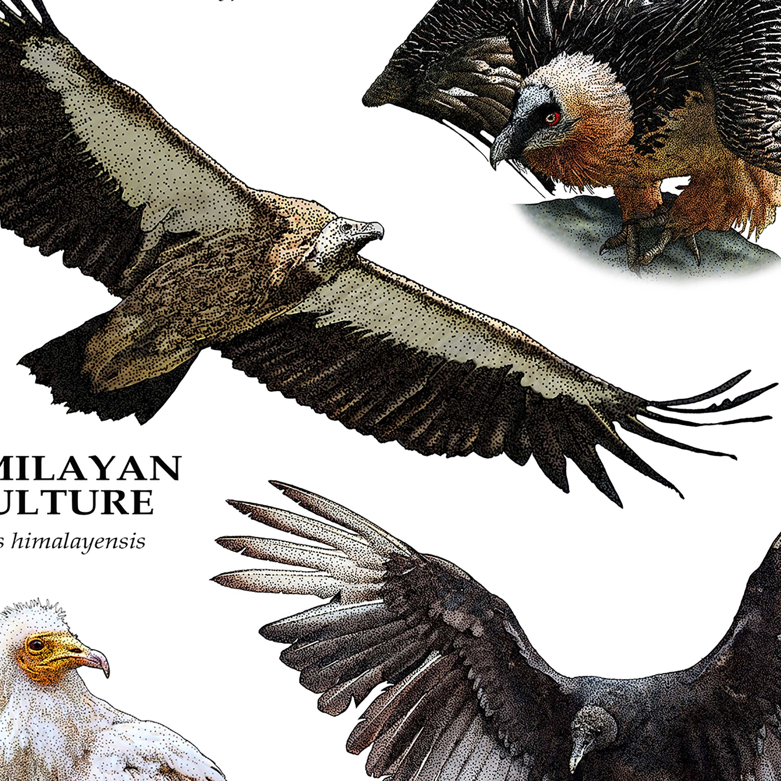 Vultures of the World Poster Print | Etsy