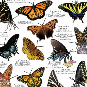 Butterflies of South Carolina Poster Print/field Guide - SIGNED BY ...