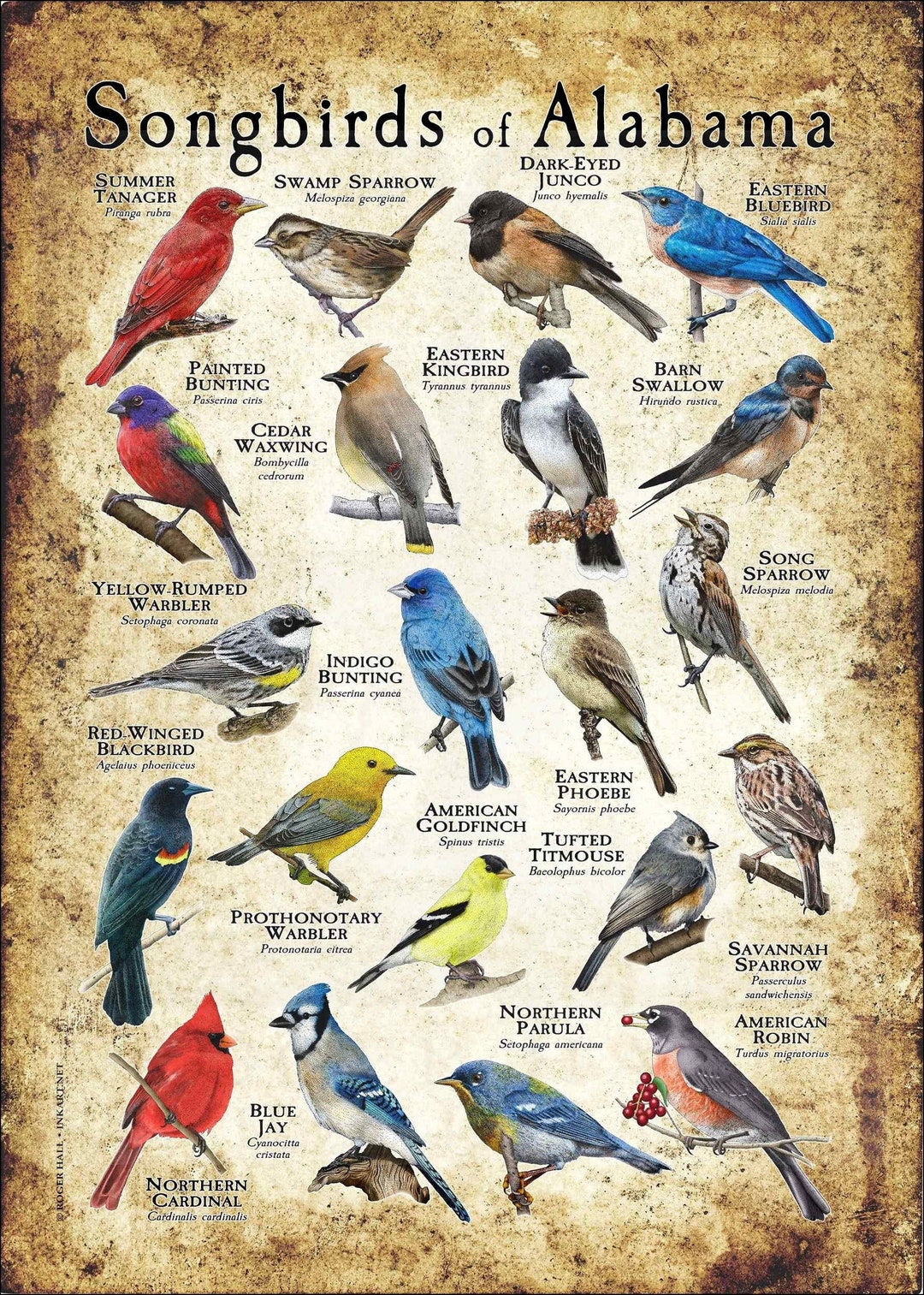 Songbirds of Alabama Poster Print Field Guide - Etsy