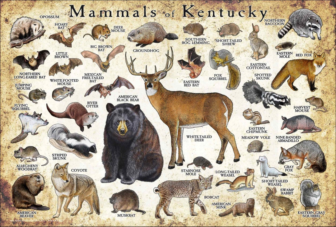 Mammals of Kentucky Poster Print / Kentucky Mammals Field Guide ...