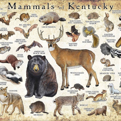 Mammals of Kentucky Poster Print / Kentucky Mammals Field - Etsy