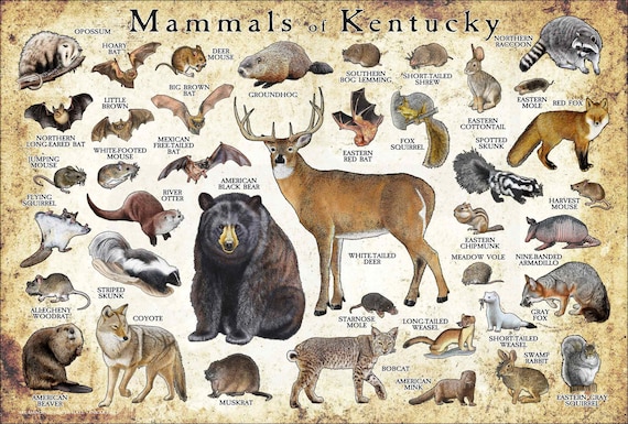 Mammals of Kentucky Poster Print / Kentucky Mammals Field | Etsy