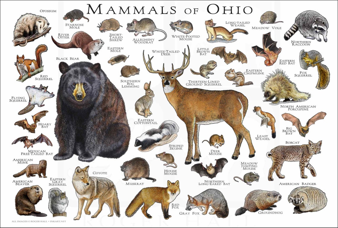 Mammals of Ohio Poster Print / Ohio Mammals Field Guide / - Etsy