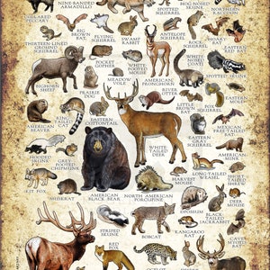 Texas Mammals Field Guide Poster Print: Signed Wildlife Art - Etsy