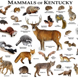 Mammals of Kentucky Poster Print / Kentucky Mammals Field | Etsy