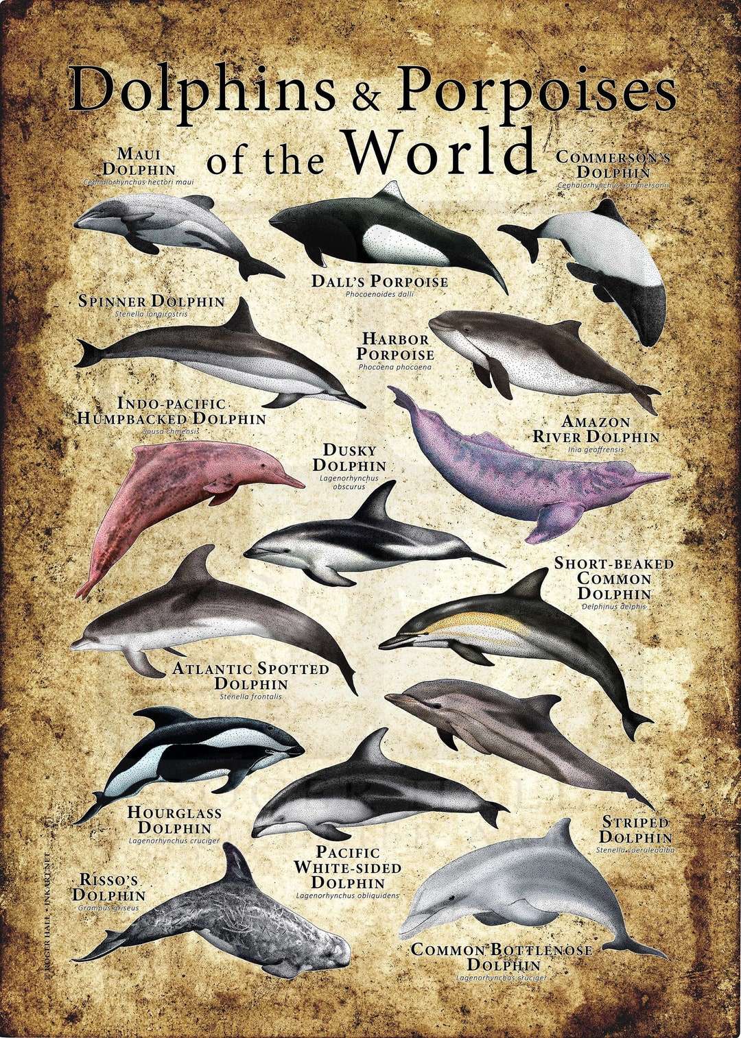 Dolphins & Porpoises of the World Poster - SIGNED BY ARTIST! - Etsy Canada