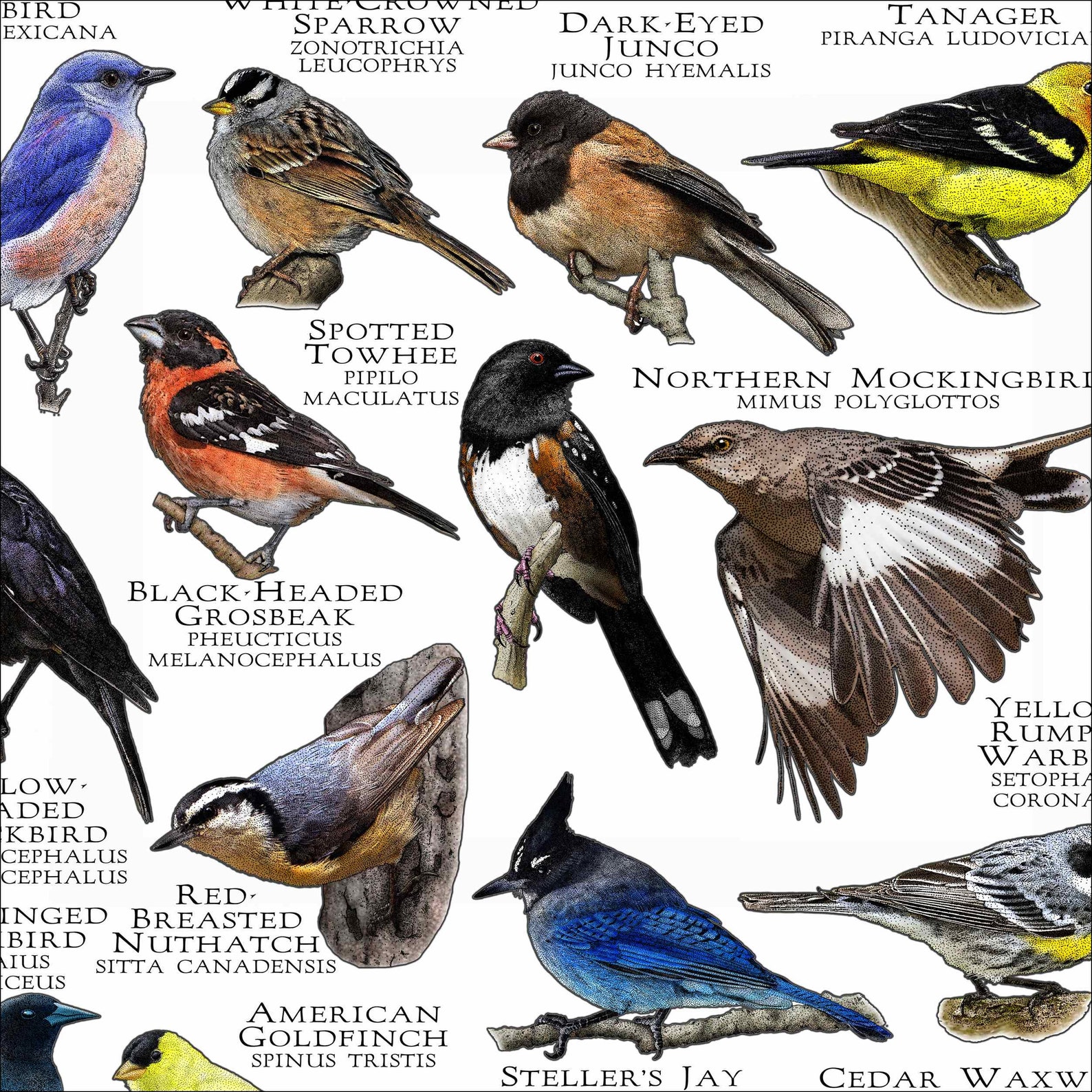 Songbirds of Washington Poster Print Field Guide - Etsy