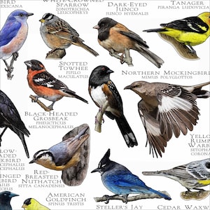 Songbirds of Washington Poster Print Field Guide - Etsy
