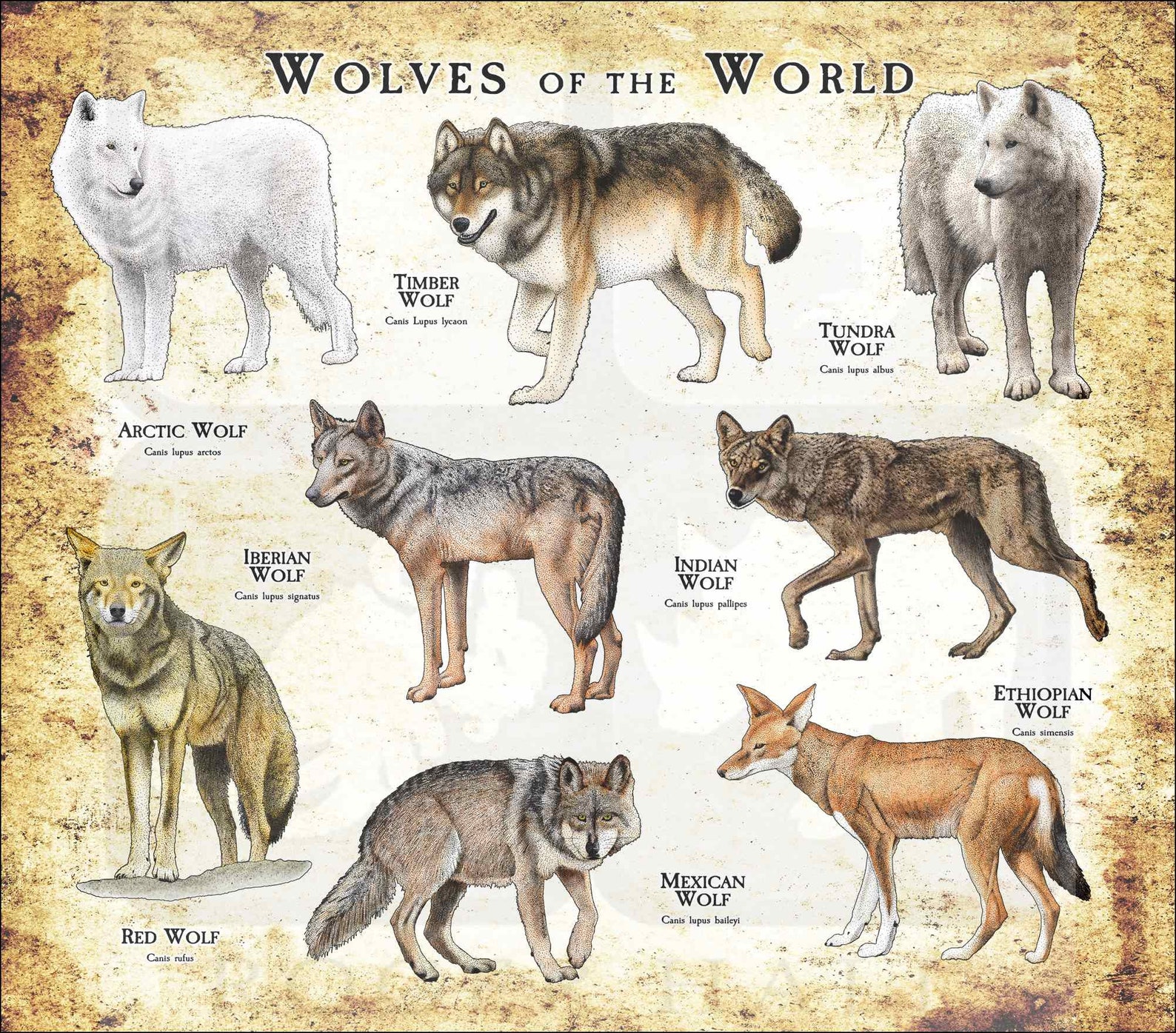 Wolves of the World Poster Print - Etsy