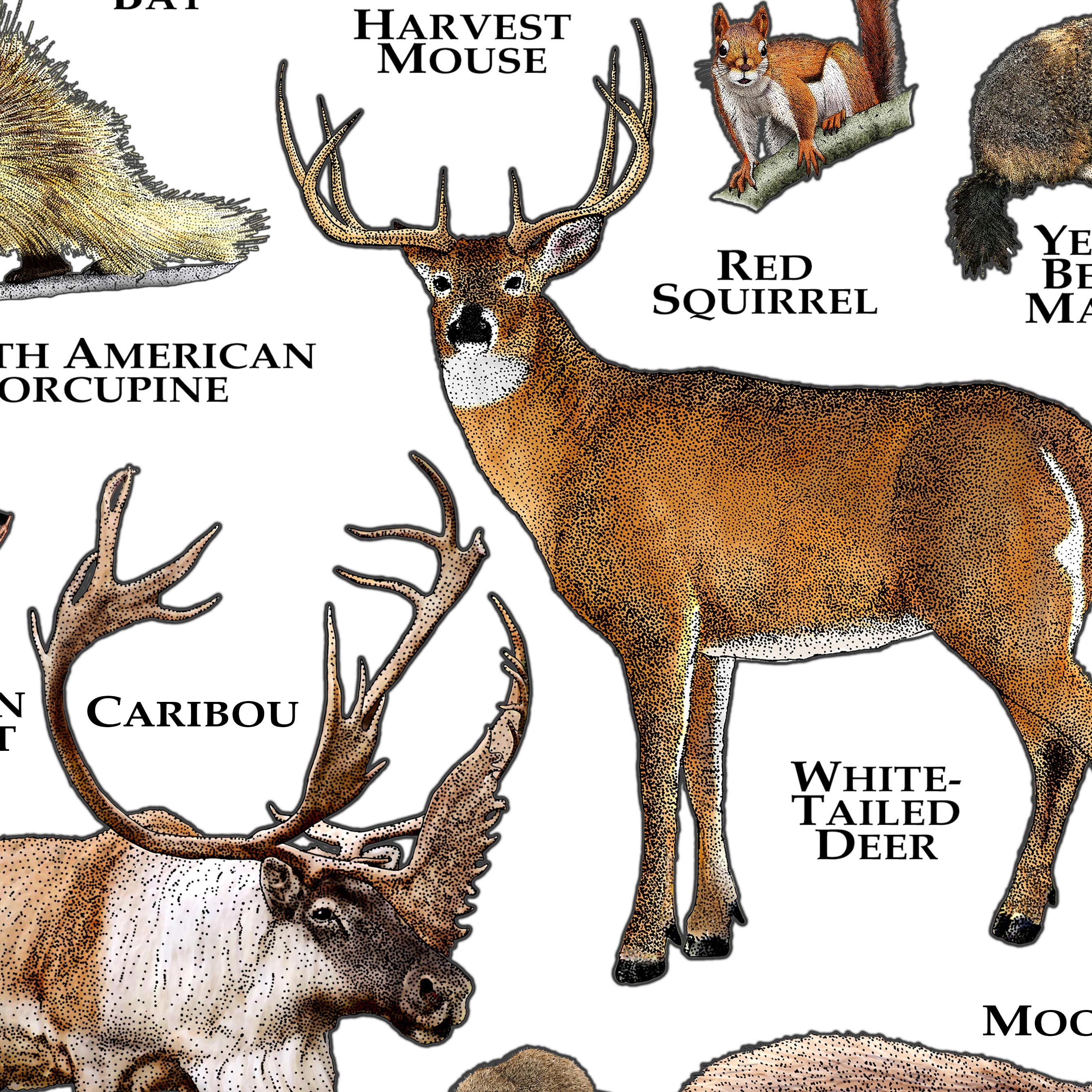 Washington Mammals Art Print: Pacific Northwest Field Guide, Signed - Etsy