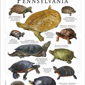 Freshwater Turtles of Pennsylvania Poster Print/field Guide - SIGNED BY ...