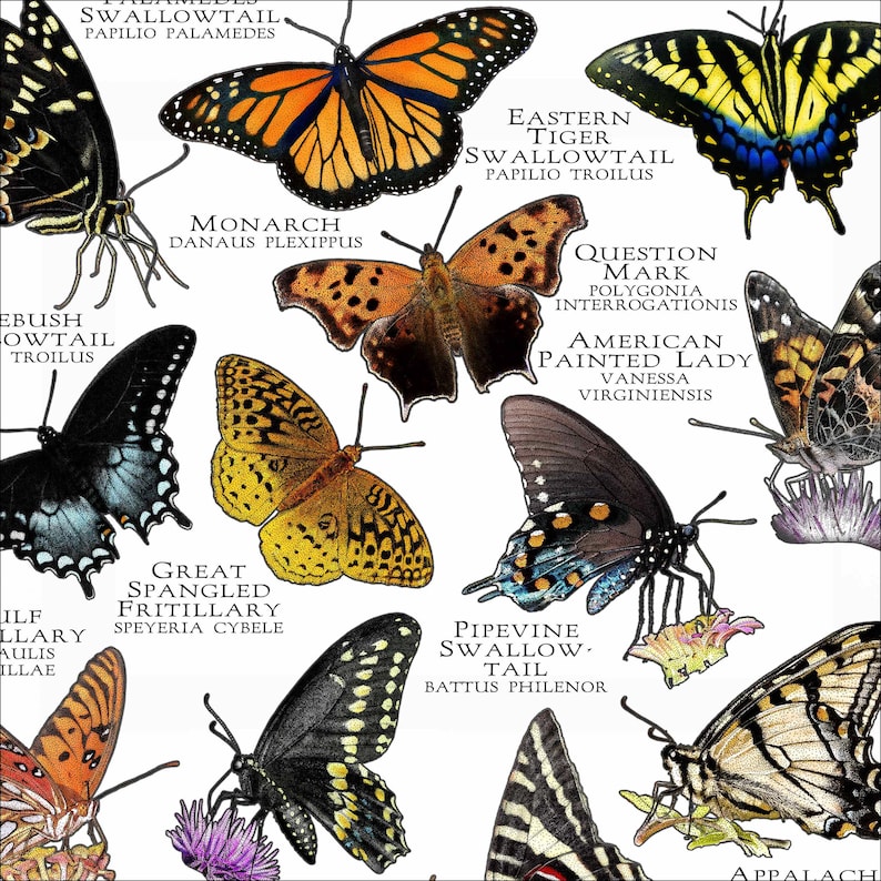 Butterflies of Georgia Poster Print/field Guide - SIGNED BY ARTIST! - Etsy