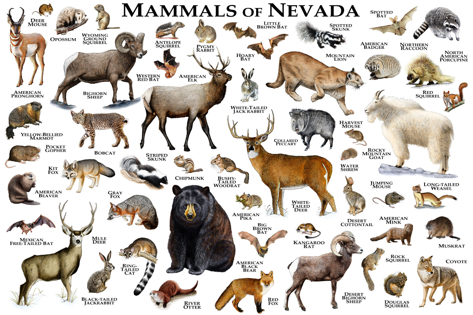 Mammals of Nevada Poster Print / Nevada Mammals Field Guide / | Etsy