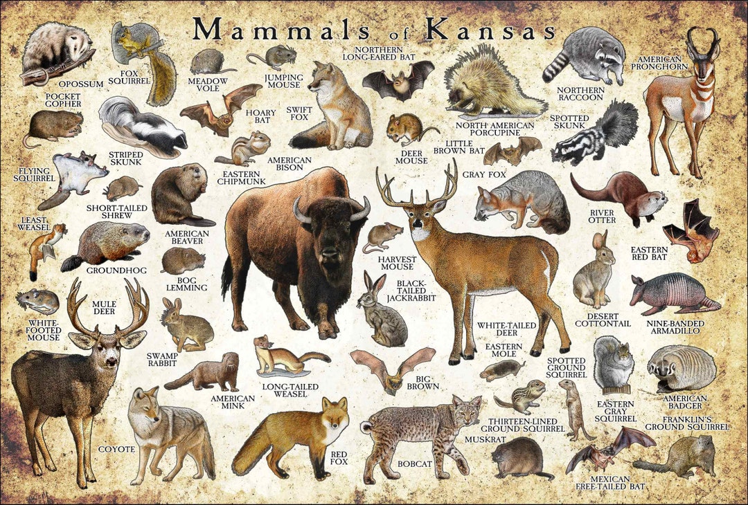 Mammals of Kansas Poster Print / Kansas Mammals Field Guide / Animals ...