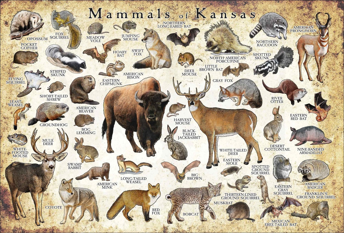 Mammals of Kansas Poster Print / Kansas Mammals Field Guide / - Etsy