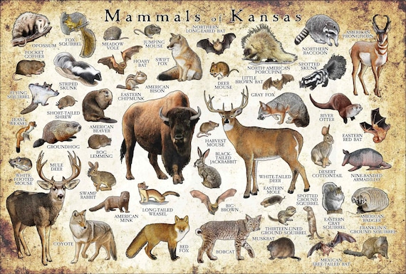 Mammals of Kansas Poster Print / Kansas Mammals Field Guide / - Etsy