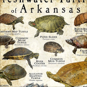 Freshwater Turtles of Arkansas Poster Print/field Guide - SIGNED BY ...