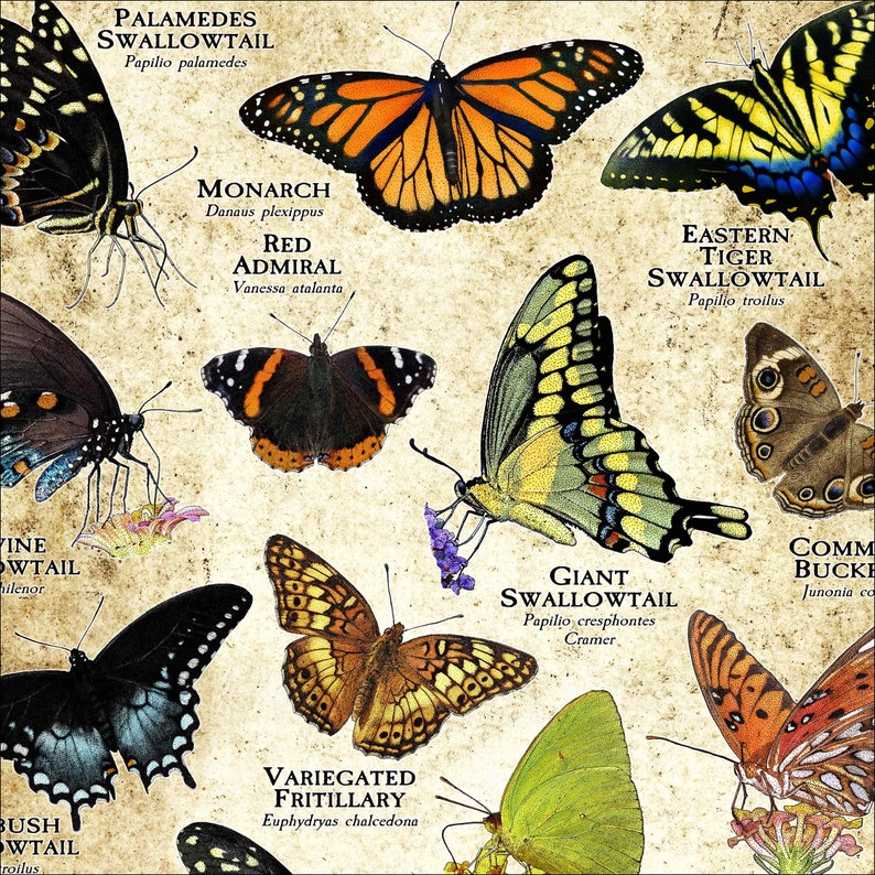 Butterflies of Alabama Poster Print Field Guide - Etsy