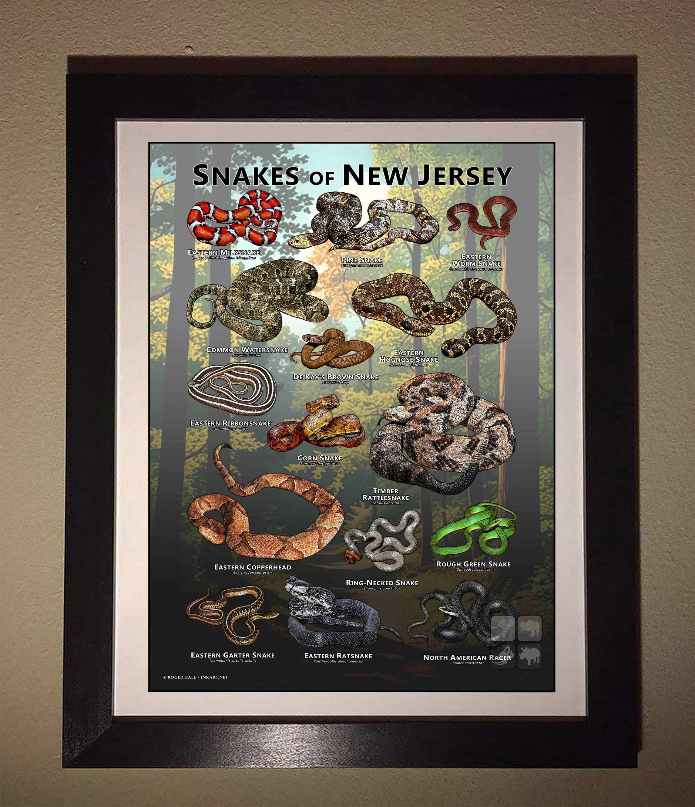 Snakes of New Jersey Poster Print/field Guide - SIGNED BY ARTIST! - Etsy