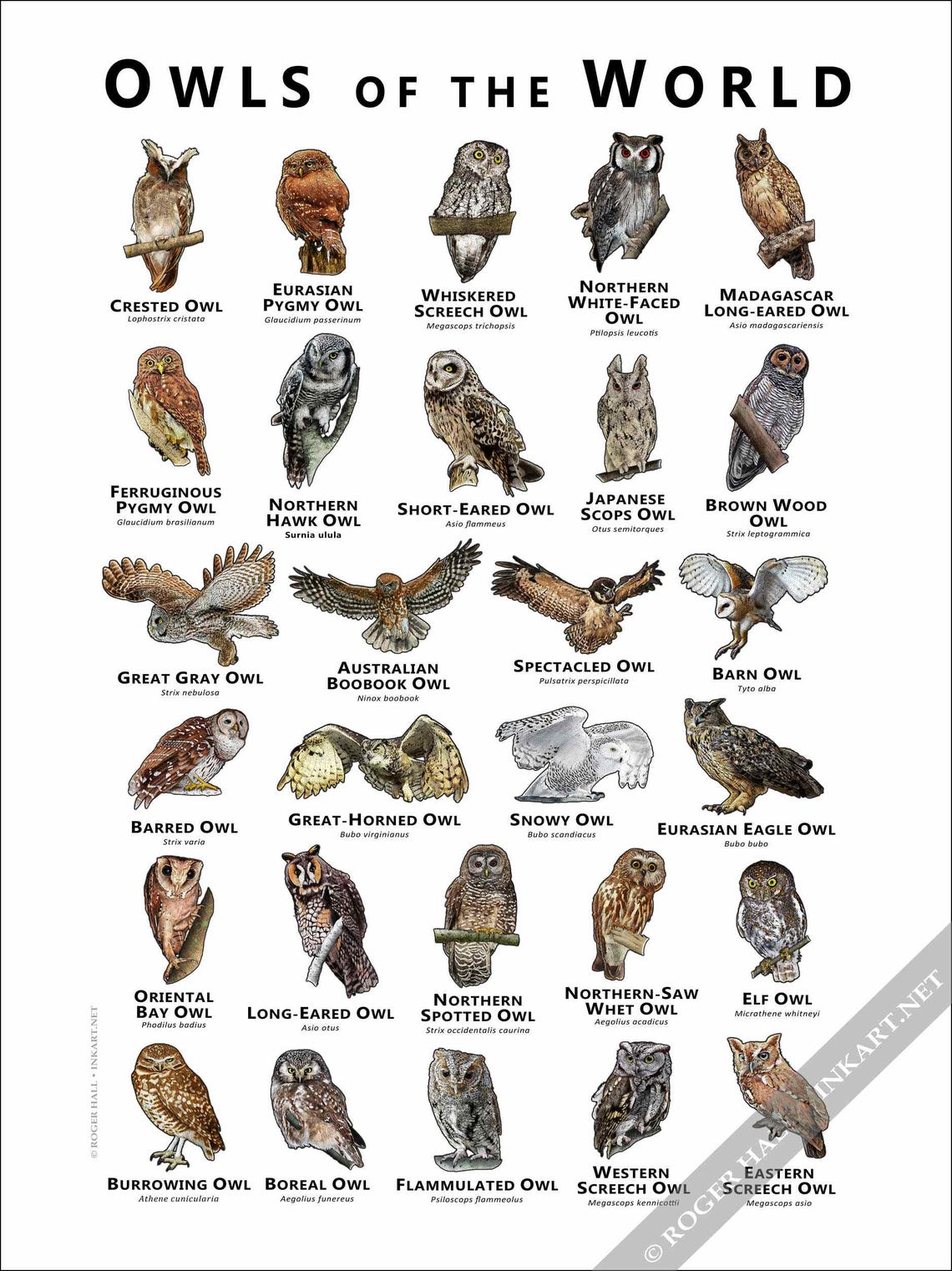 Owls of the World Art Print / Field Guide - SIGNED BY ARTIST - Etsy