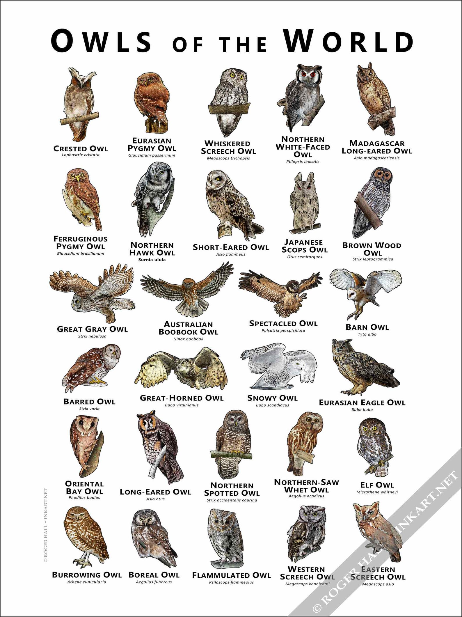 Owls of the World Art Print / Field Guide - SIGNED BY ARTIST - Etsy