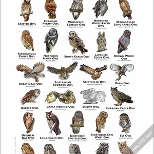 Owls of the World Art Print / Field Guide - SIGNED BY ARTIST - Etsy