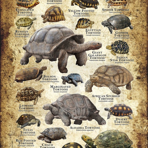 Tortoises of the World Art Print / Field Guide - Etsy