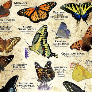 Butterflies of Illinois Poster Print/field Guide - SIGNED BY ARTIST! - Etsy