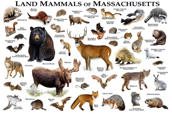Land Mammals of Massachusetts Poster Print / Massachusetts | Etsy
