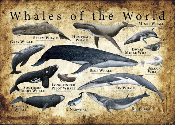 Whales of the World Poster Print | Etsy