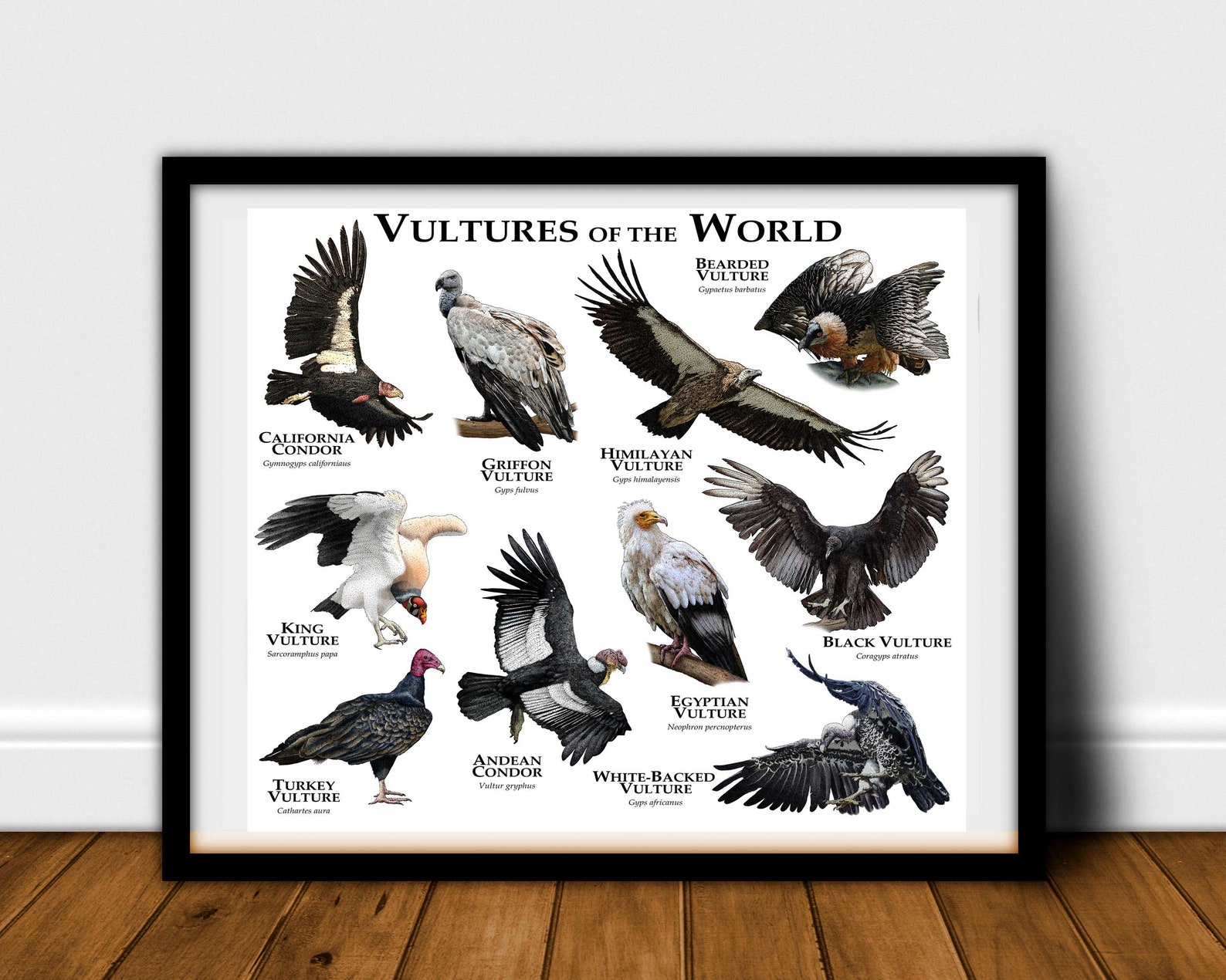 Vultures of the World Poster Print | Etsy