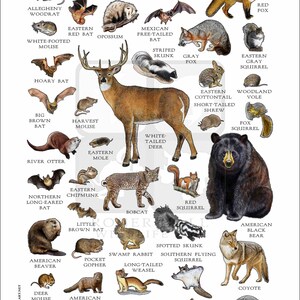Alabama Mammals Poster Print: Signed Field Guide Art - Etsy