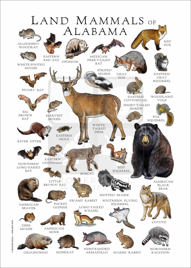 Alabama Mammals Poster Print: Signed Field Guide Art - Etsy