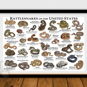 Rattlesnakes of the United States Art Print / Field Guide - Etsy