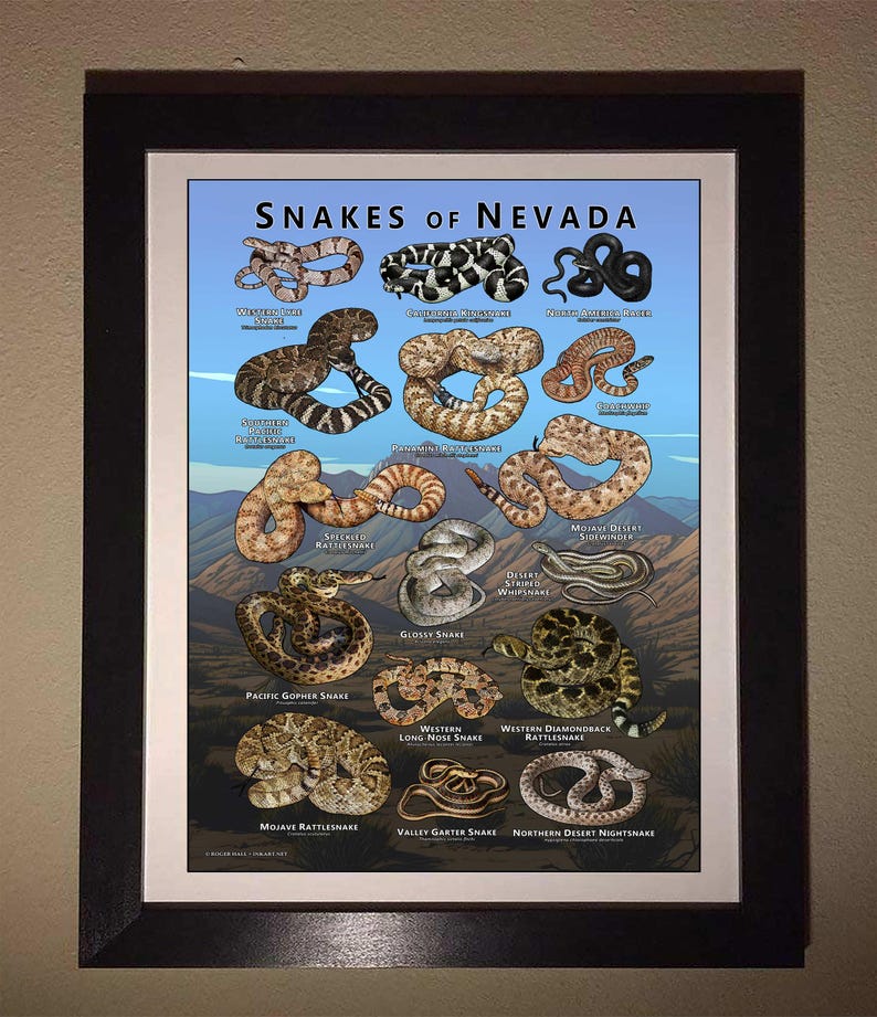 Snakes of Nevada Poster Print/field Guide - SIGNED BY ARTIST! - Etsy