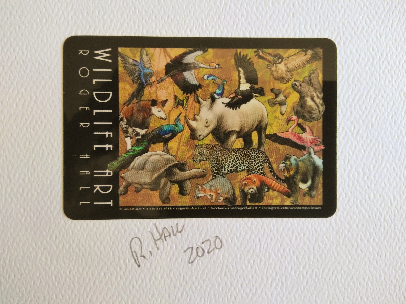 Ducks of North America Poster Print - Etsy