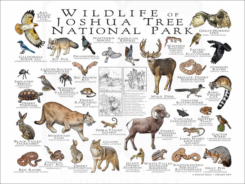 Wildlife of Joshua Tree National Park/field Guide - SIGNED BY ARTIST ...