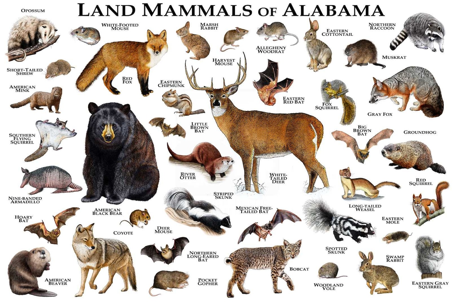 Land Mammals of Alabama Poster Print / Alabama Mammals Field | Etsy