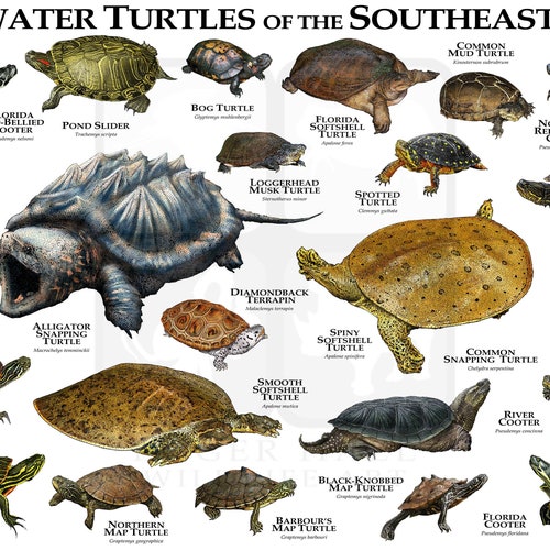 Box Turtles of North America Poster / Field Guide - Etsy