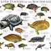 Freshwater Turtles of the Southeastern US Art Print / Field Guide ...