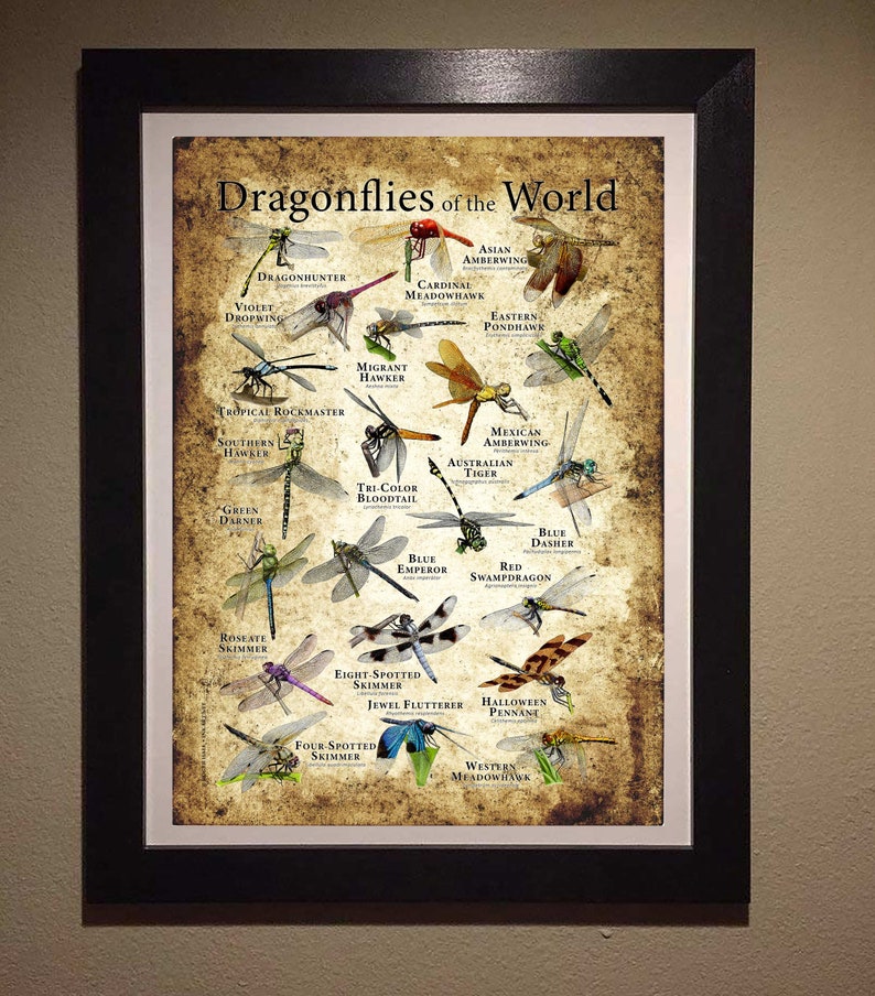 Dragonflies of the World Poster Print / Field Guide - SIGNED BY ARTIST ...